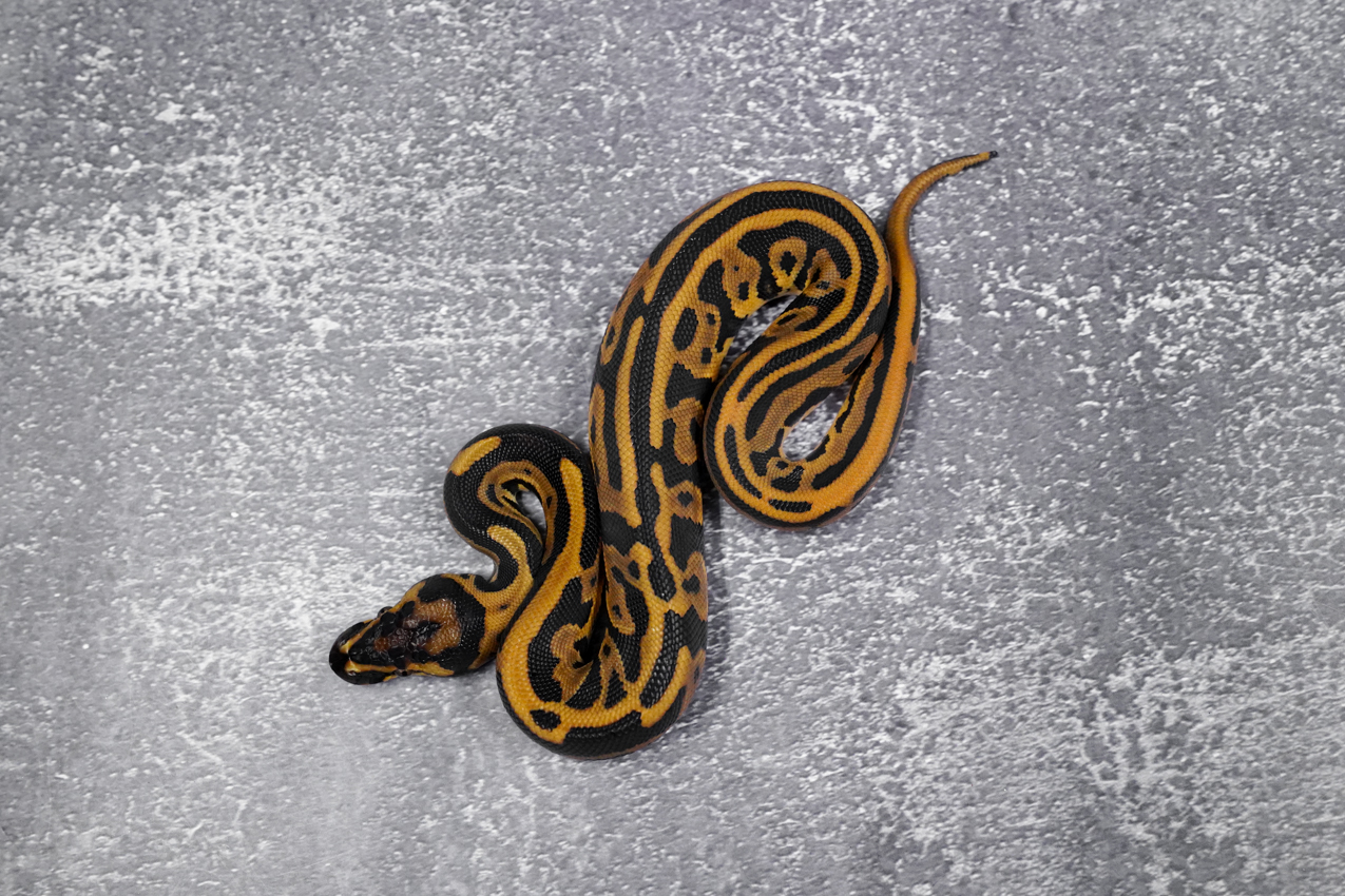Leopard OD Het Red Axanthic 100% DH Desert Ghost Pied 50% Het Cryptic ...