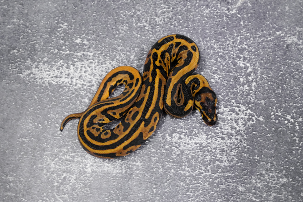 Leopard OD Het Red Axanthic 100% DH Desert Ghost Pied 50% Het Cryptic ...
