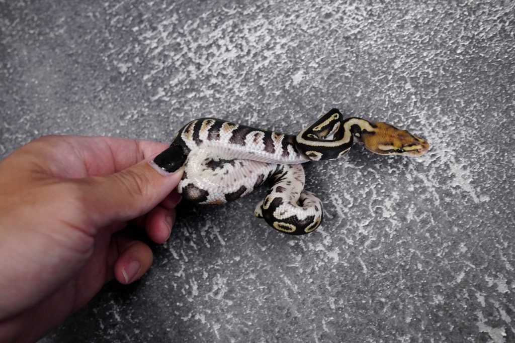 Cypress Spotnose 100% Het Clown Poss Carnage YB – REALITY BALL PYTHON