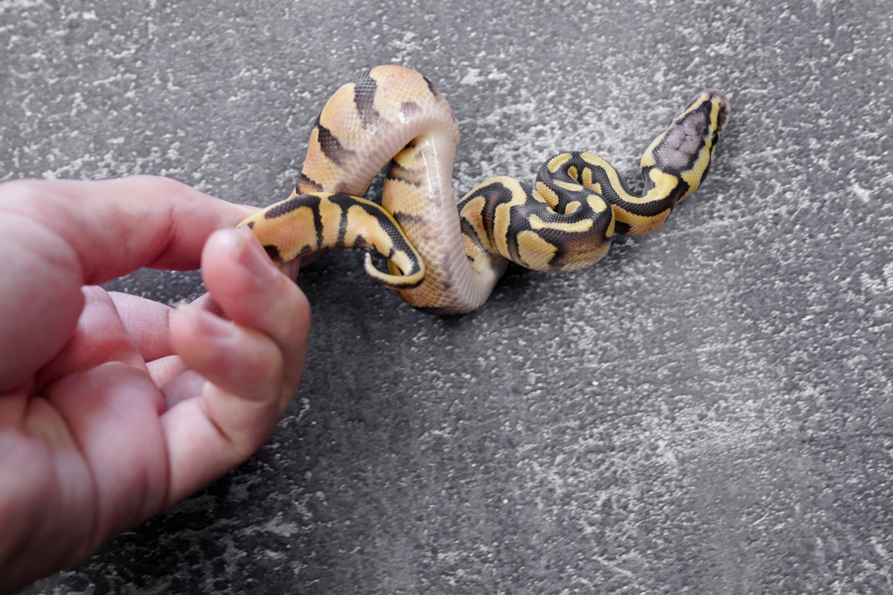 Pastel OD / Enchi Hypo 100% Het Pied – REALITY BALL PYTHON