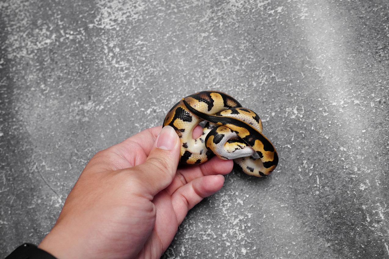 Leopard Red Stripe 100% DH Desert Ghost Clown / Cryptic – REALITY BALL ...