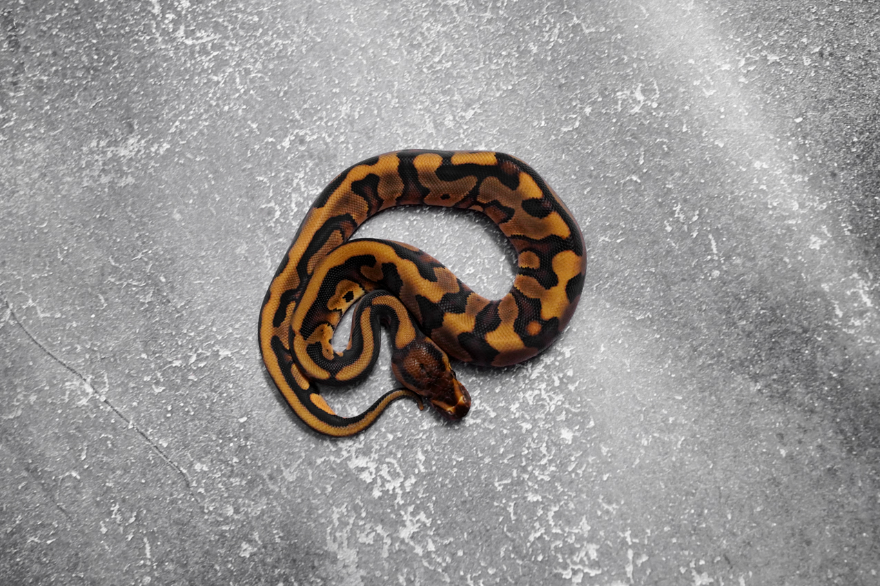 Leopard Red Stripe YB 100% DH Desert Ghost Clown / Cryptic Poss Pixel ...