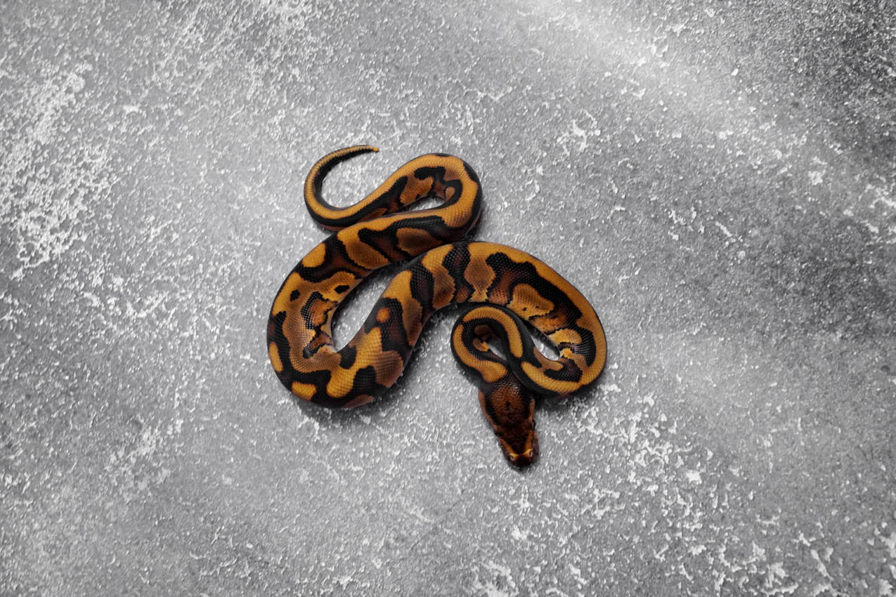 Leopard Red Stripe YB 100% DH Desert Ghost Clown / Cryptic Poss Pixel ...