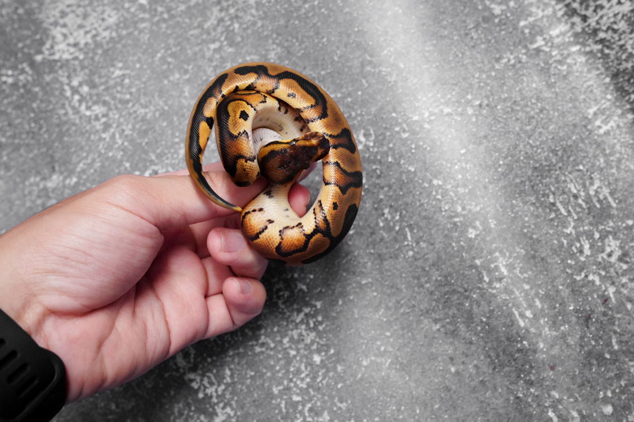 Leopard Red Stripe YB 100% DH Desert Ghost Clown / Cryptic Poss Pixel ...