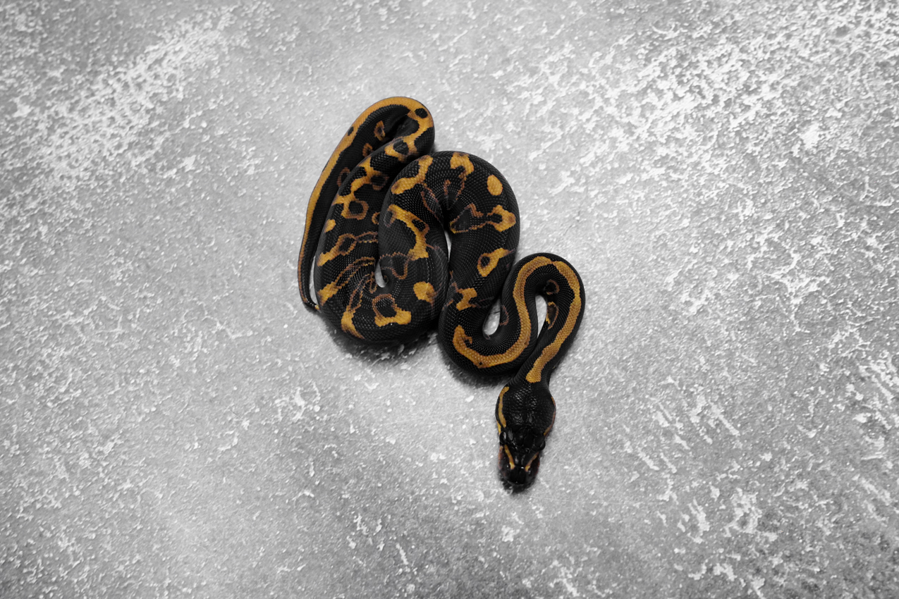 Copper GHI 100% DH Desert Ghost Pied – REALITY BALL PYTHON