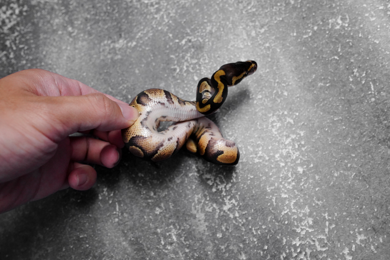 NR Mandarin Cinder 100% Het Hypo – REALITY BALL PYTHON