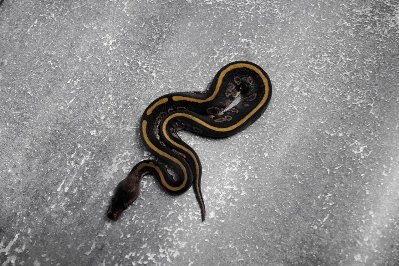 Cypress Cinder 100% Het Hypo – REALITY BALL PYTHON