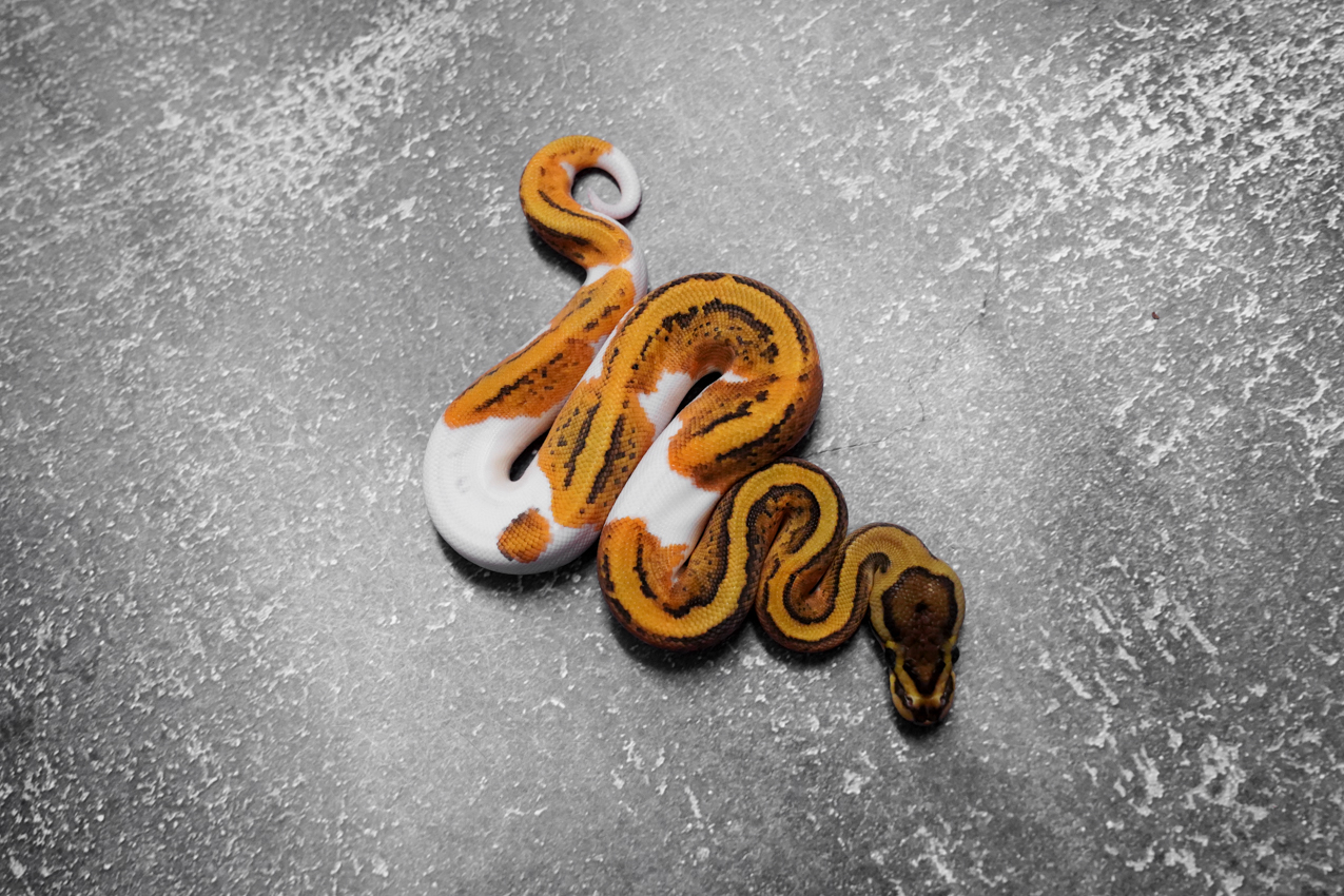 Enchi Pin YB Pied – REALITY BALL PYTHON