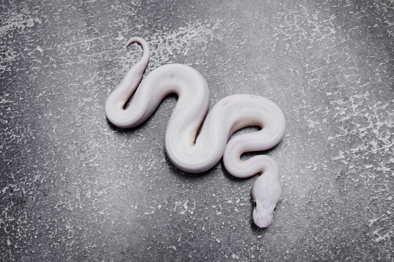 Special Pied Poss YB Enchi Pin (White Wedding) – REALITY BALL PYTHON