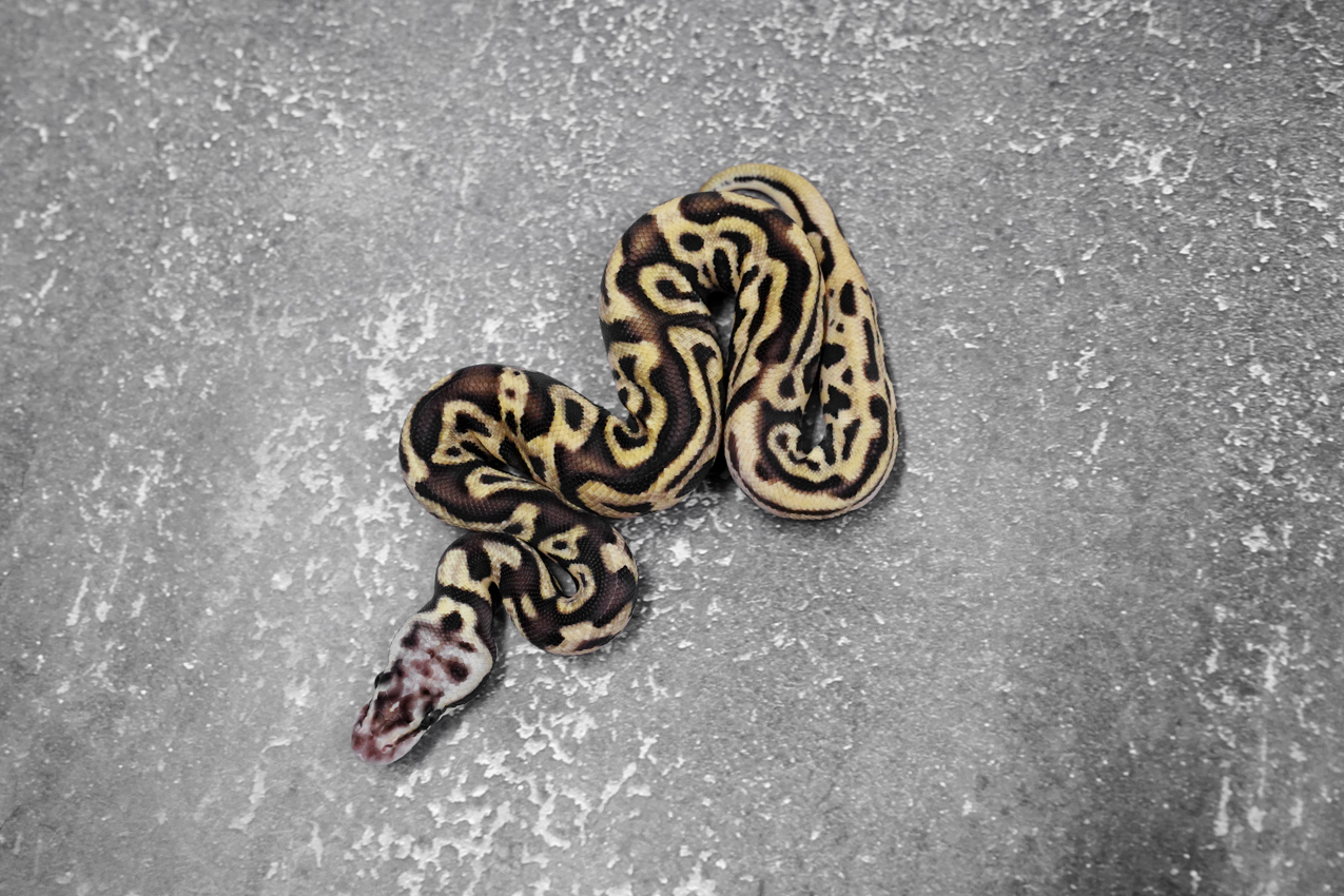 Leopard Spotnose Pastel 66% Het Desert Ghost – REALITY BALL PYTHON