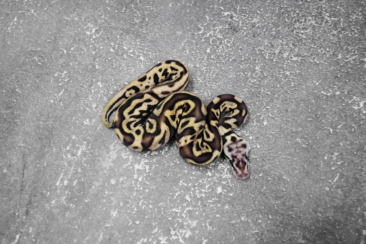 Leopard Spotnose Pastel 66% Het Desert Ghost – REALITY BALL PYTHON