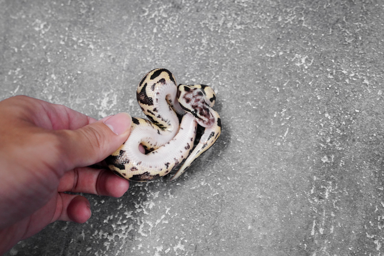 Leopard Spotnose Pastel 66% Het Desert Ghost – REALITY BALL PYTHON