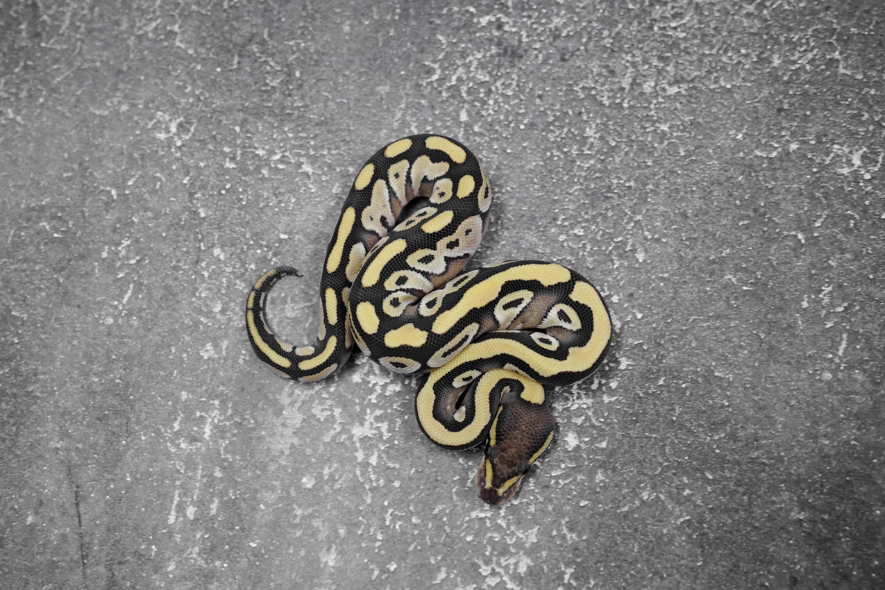 Phantom YB Desert Ghost – REALITY BALL PYTHON