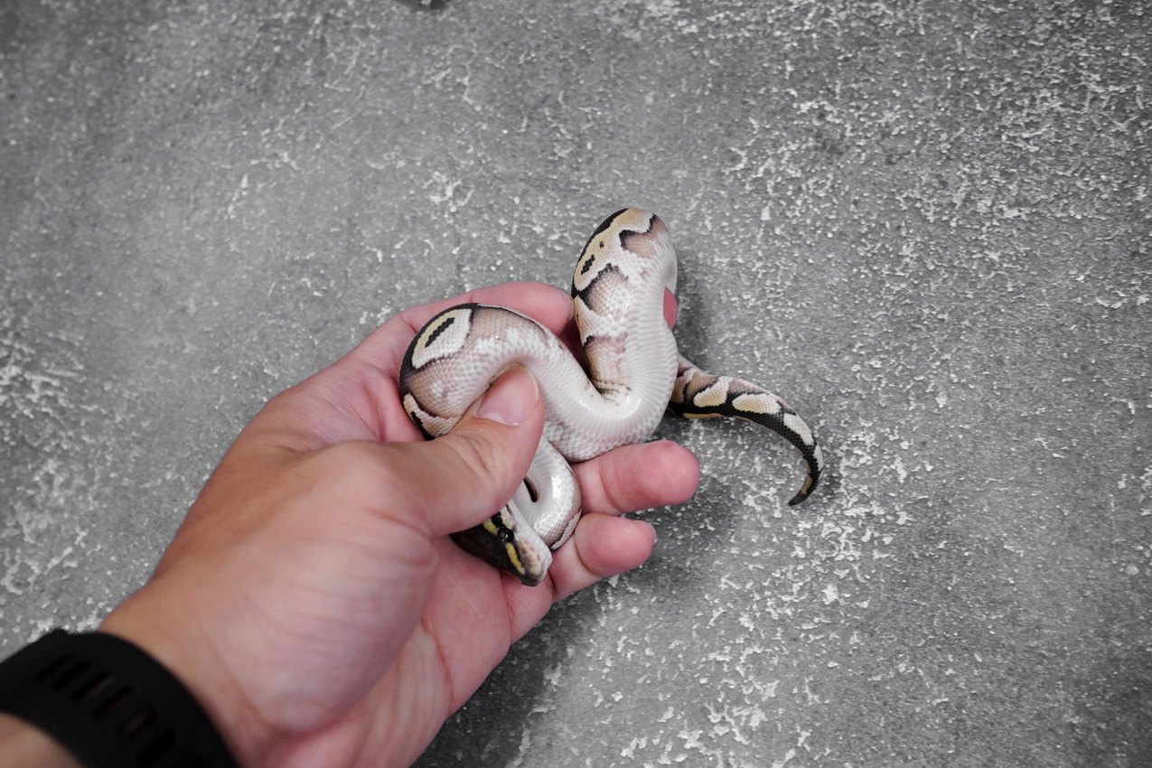 Phantom YB Desert Ghost – REALITY BALL PYTHON