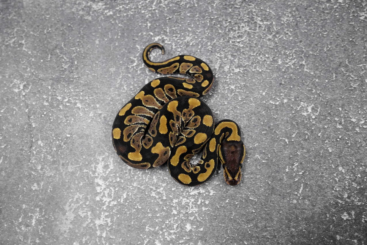 Normal 100% Het Clown – REALITY BALL PYTHON