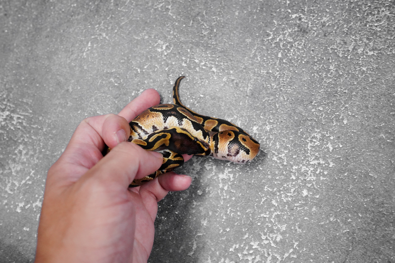 Normal 100% Het Clown – REALITY BALL PYTHON
