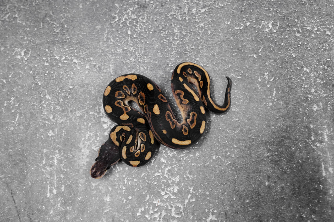 Wookie Cinnamon 100% Het Clown – REALITY BALL PYTHON