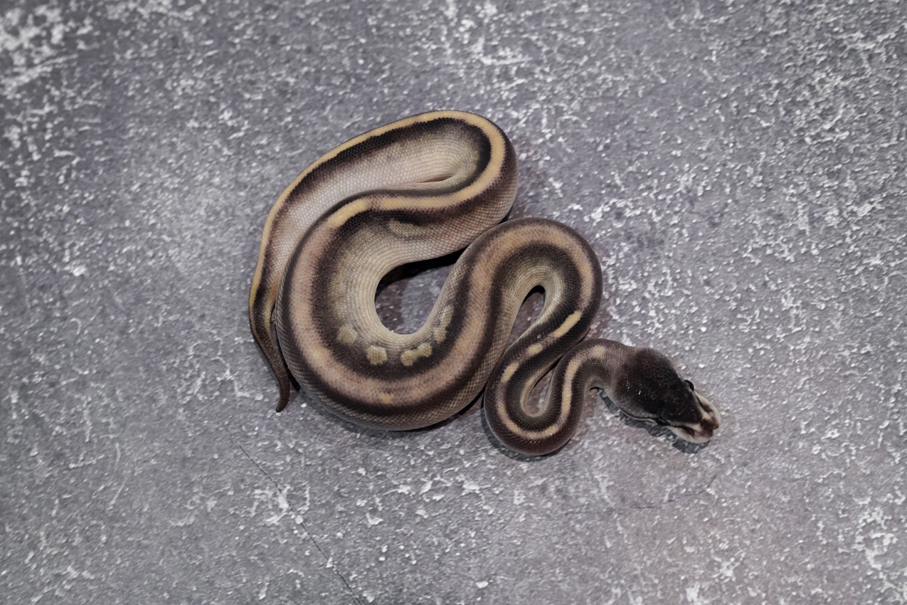 Wookie GHI Cinnamon 100% Het Hypo – REALITY BALL PYTHON