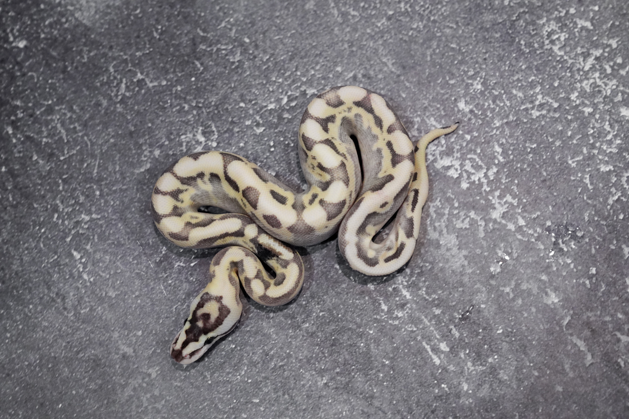 Wookie GHI Spider Mojave Hypo (Paradox) Poss Cinnamon – REALITY BALL PYTHON