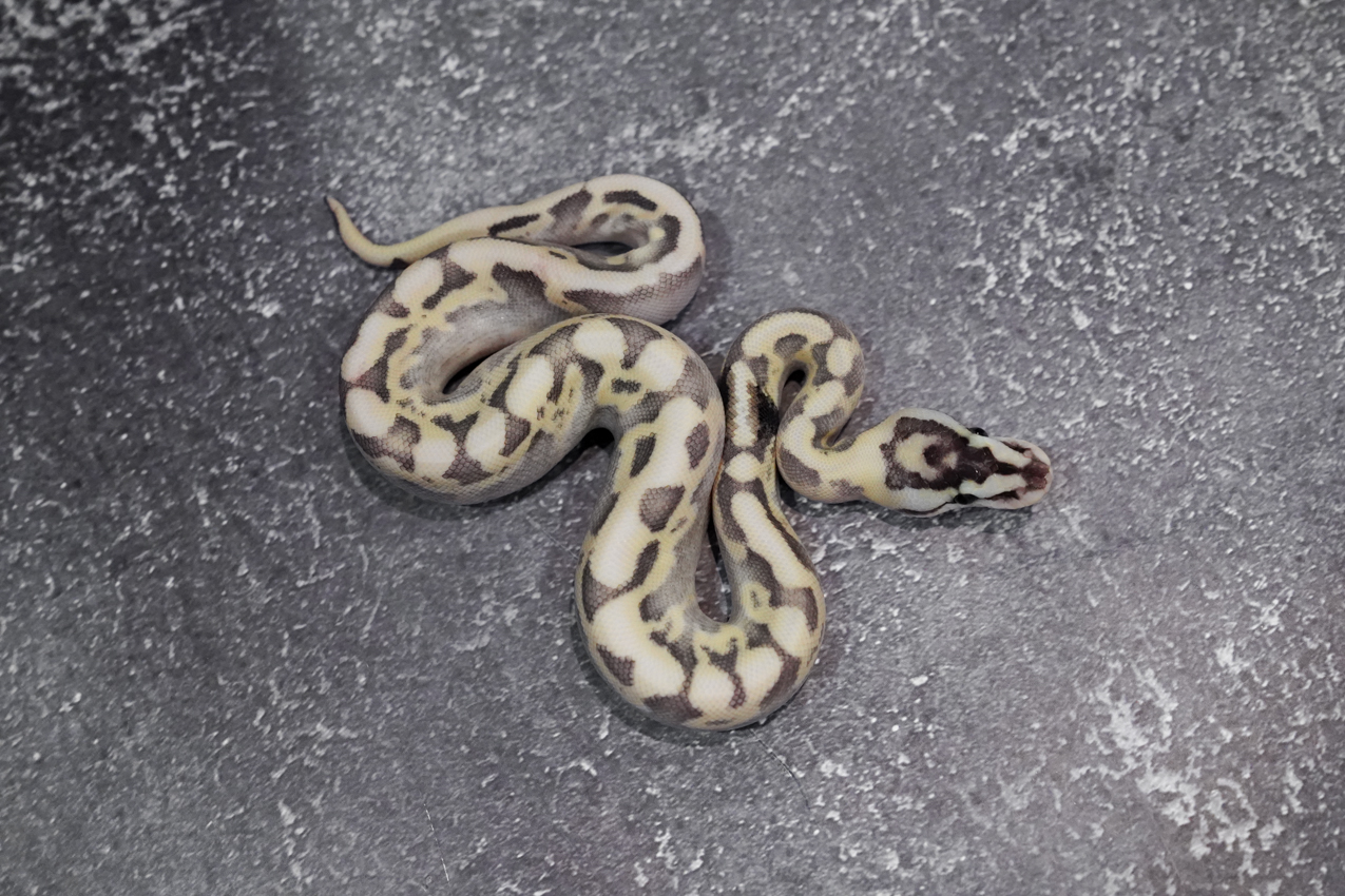 Wookie GHI Spider Mojave Hypo (Paradox) Poss Cinnamon – REALITY BALL PYTHON