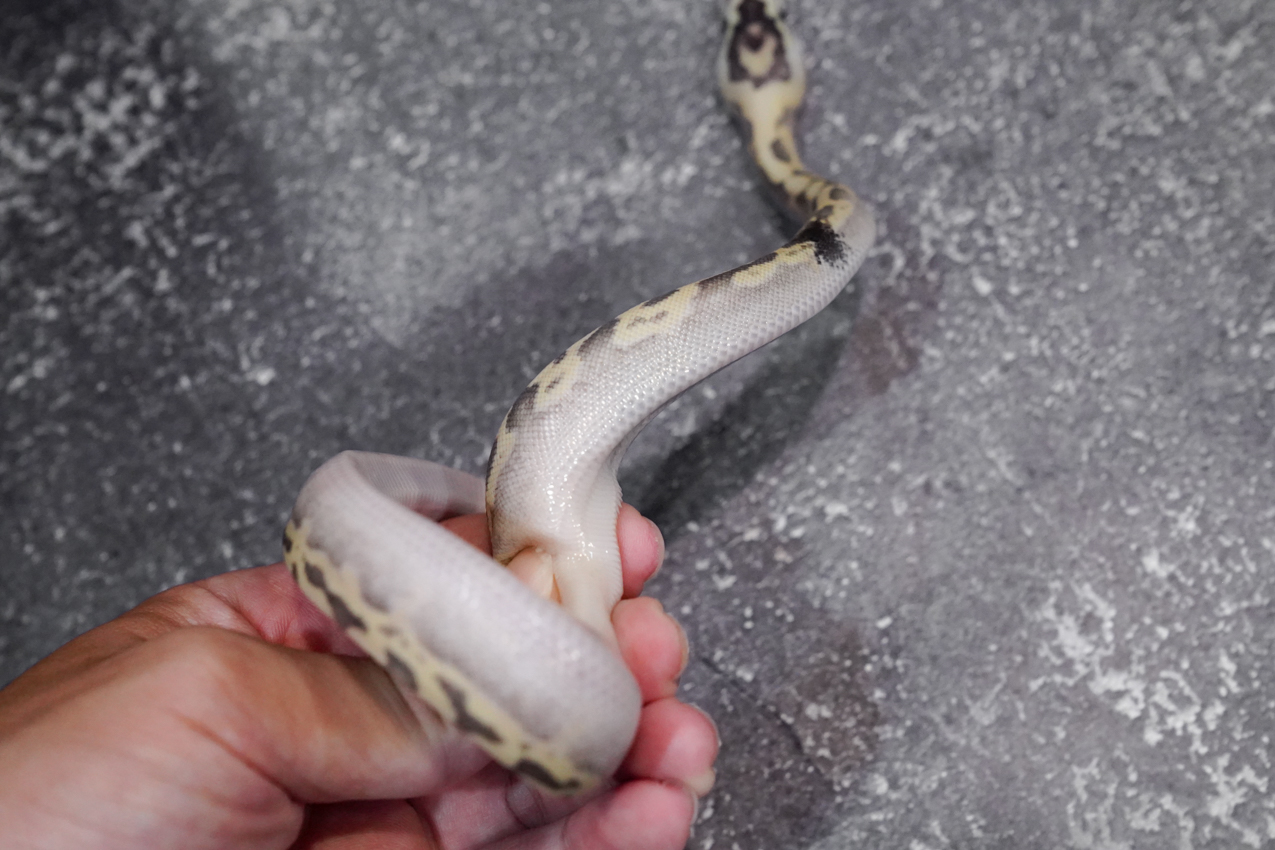 Wookie GHI Spider Mojave Hypo (Paradox) Poss Cinnamon – REALITY BALL PYTHON