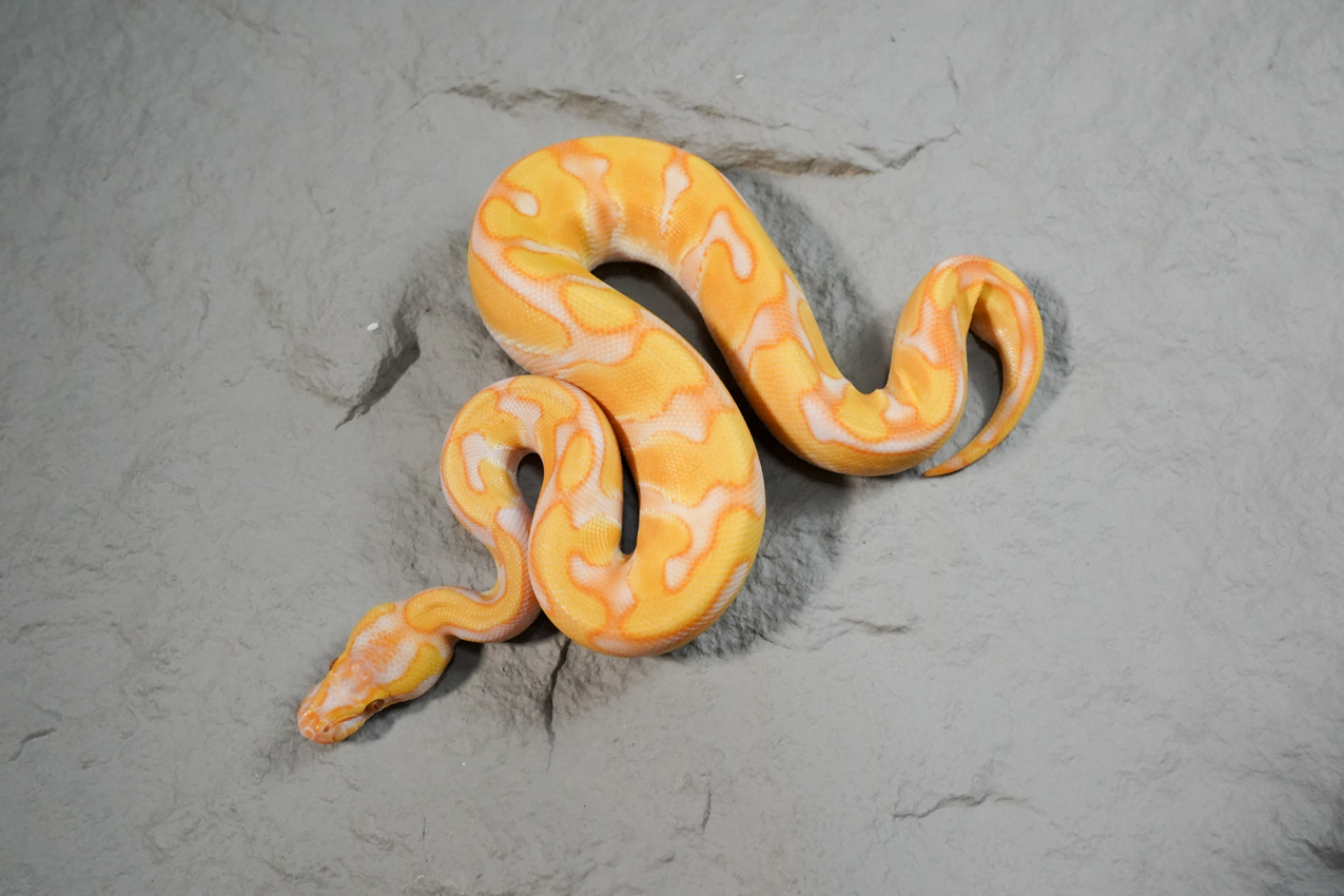 OD Enchi Lavender (HI) – REALITY BALL PYTHON