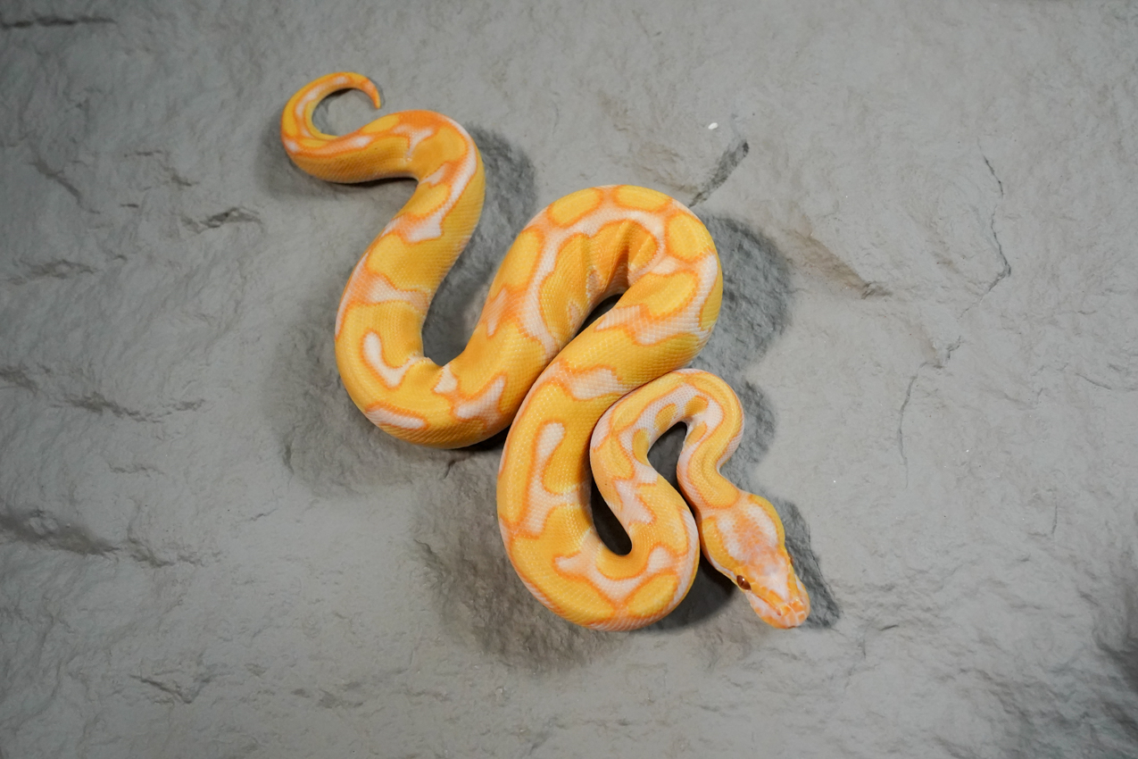 OD Enchi Lavender (HI) – REALITY BALL PYTHON