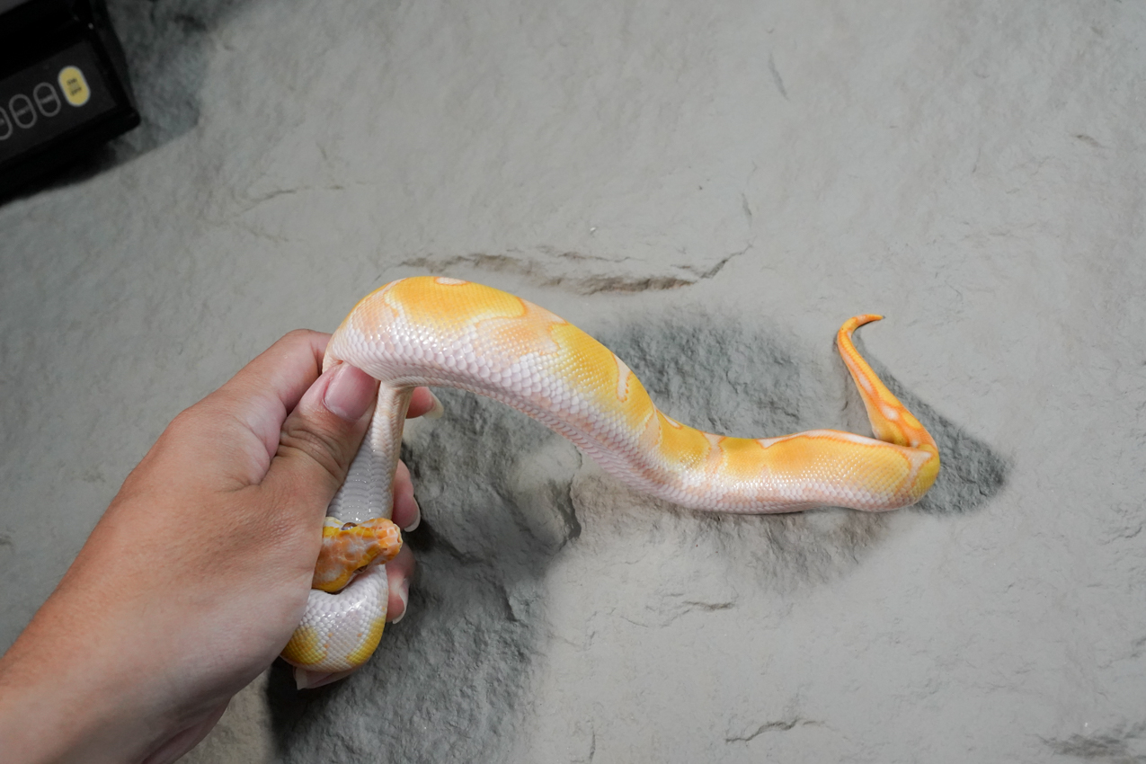 OD Enchi Lavender (HI) – REALITY BALL PYTHON