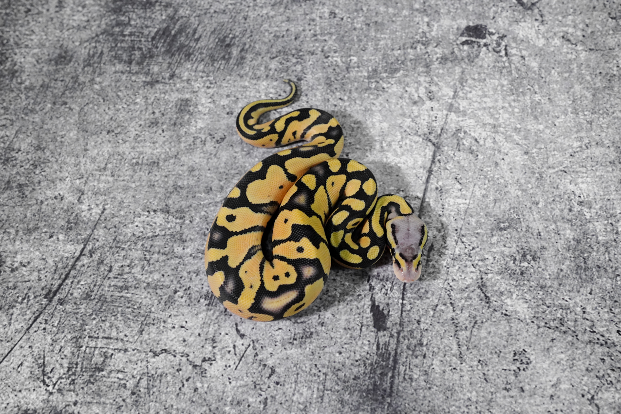 Pastel YB Desert Ghost – REALITY BALL PYTHON