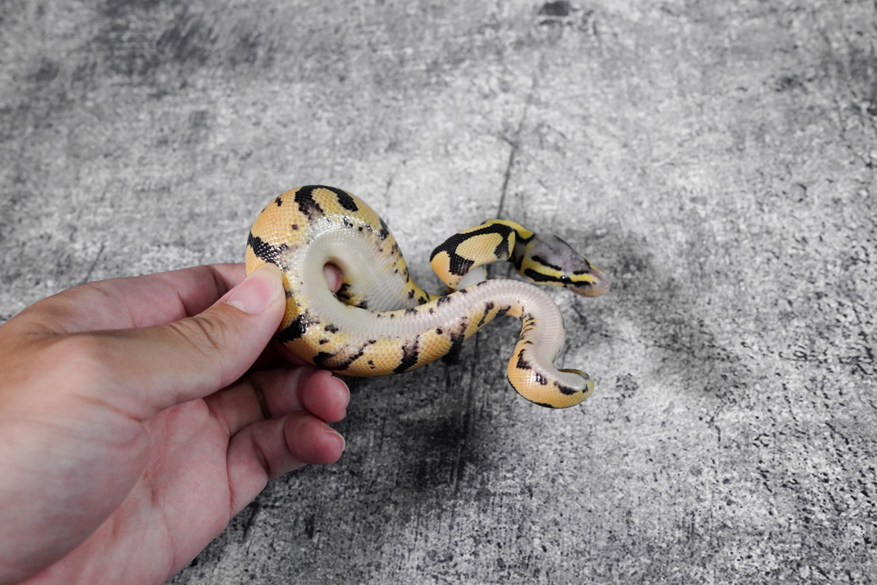 Pastel YB Desert Ghost – REALITY BALL PYTHON