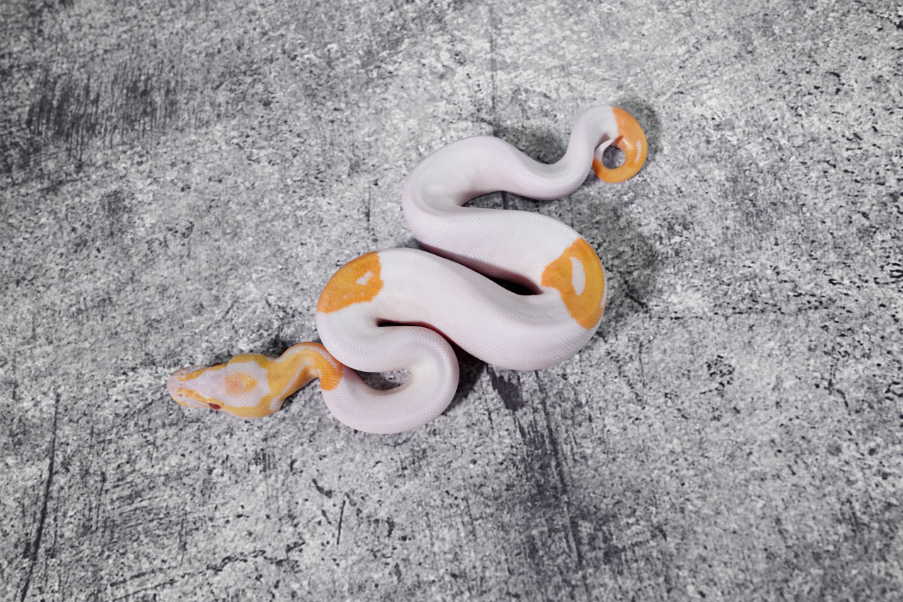 Candy Pied – REALITY BALL PYTHON