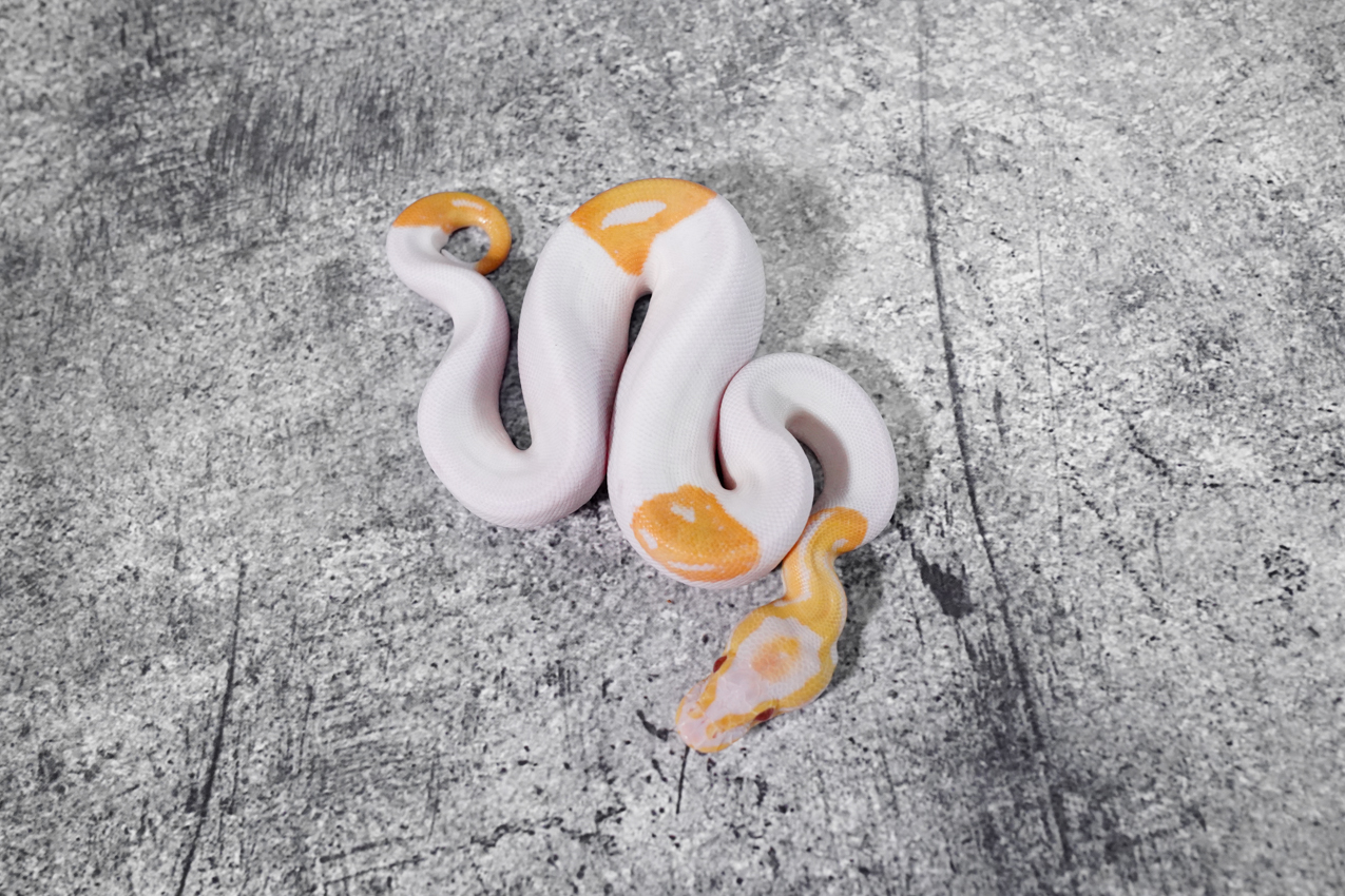 Candy Pied – REALITY BALL PYTHON