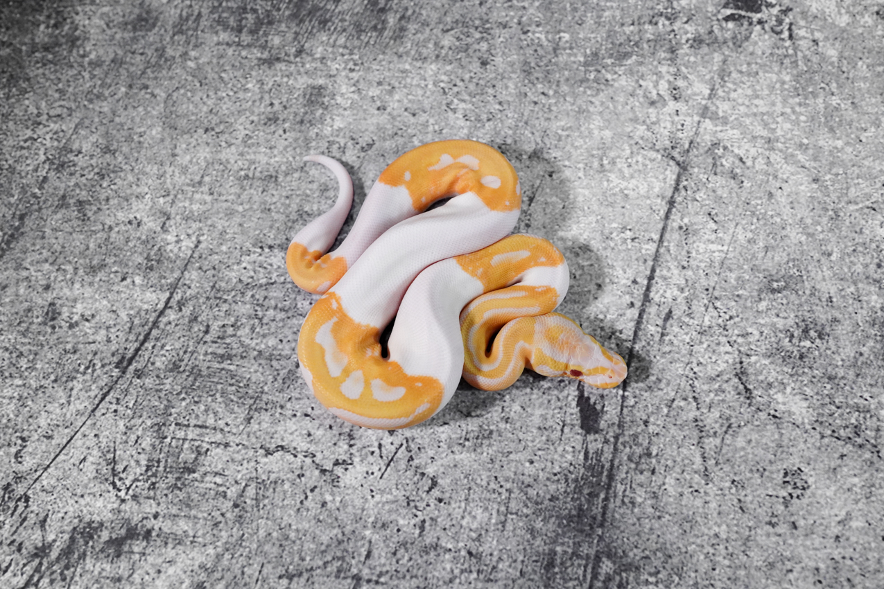 Candy Pied – REALITY BALL PYTHON