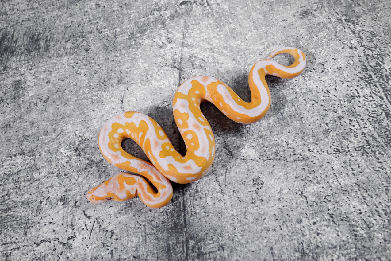 Lavender Clown – REALITY BALL PYTHON