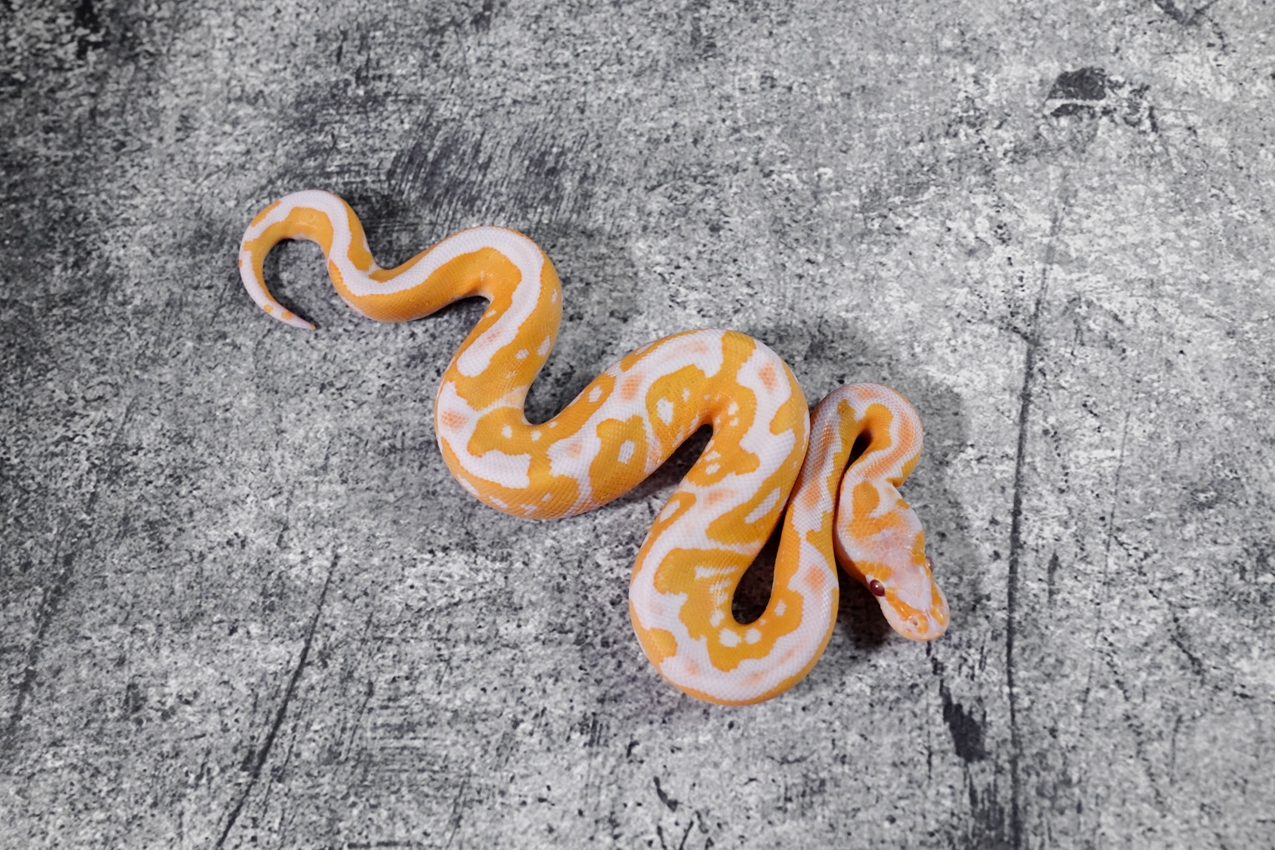Lavender Clown – REALITY BALL PYTHON