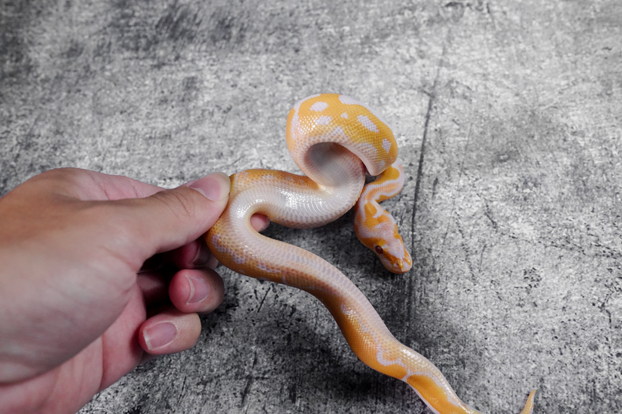 Lavender Clown – REALITY BALL PYTHON