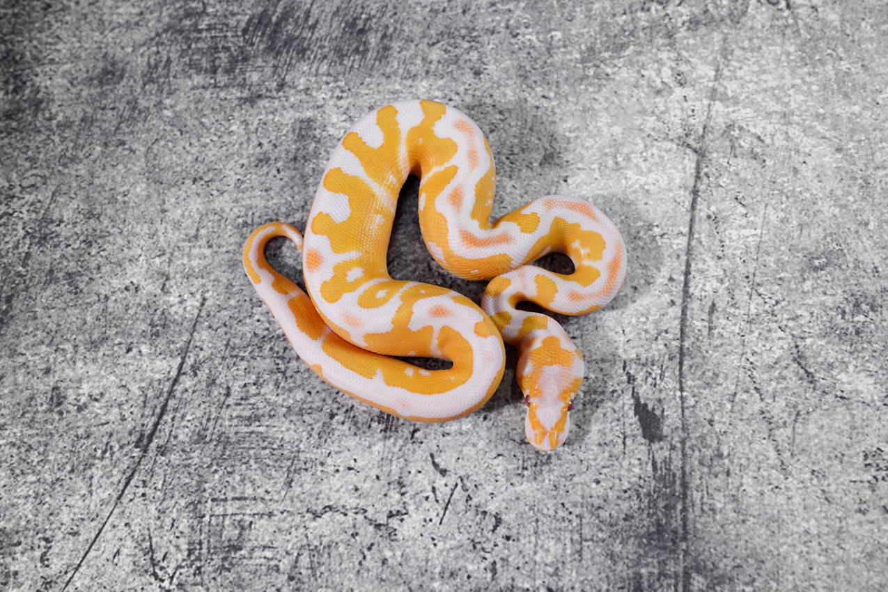 Lavender Clown – REALITY BALL PYTHON