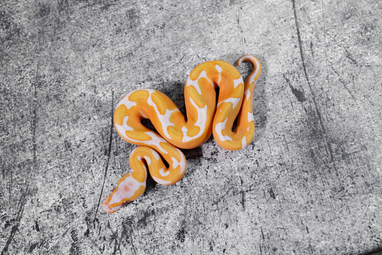 Blade Lavender 100% Het Clown – REALITY BALL PYTHON