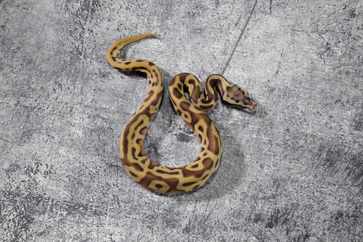 Leopard Phantom Enchi Pastel YB 66% Het Desert Ghost Poss Spotnose ...