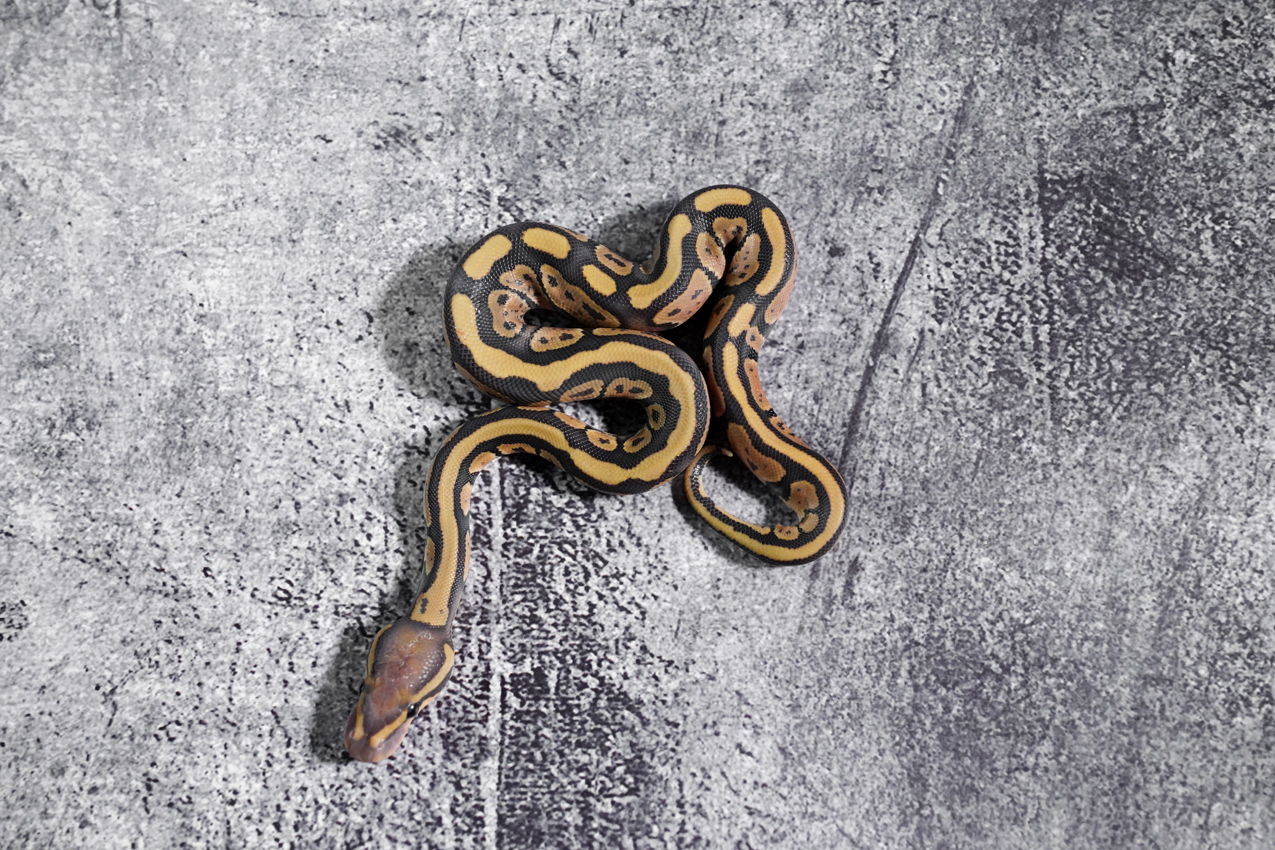 Russo Hypo 100% Het Clown – REALITY BALL PYTHON