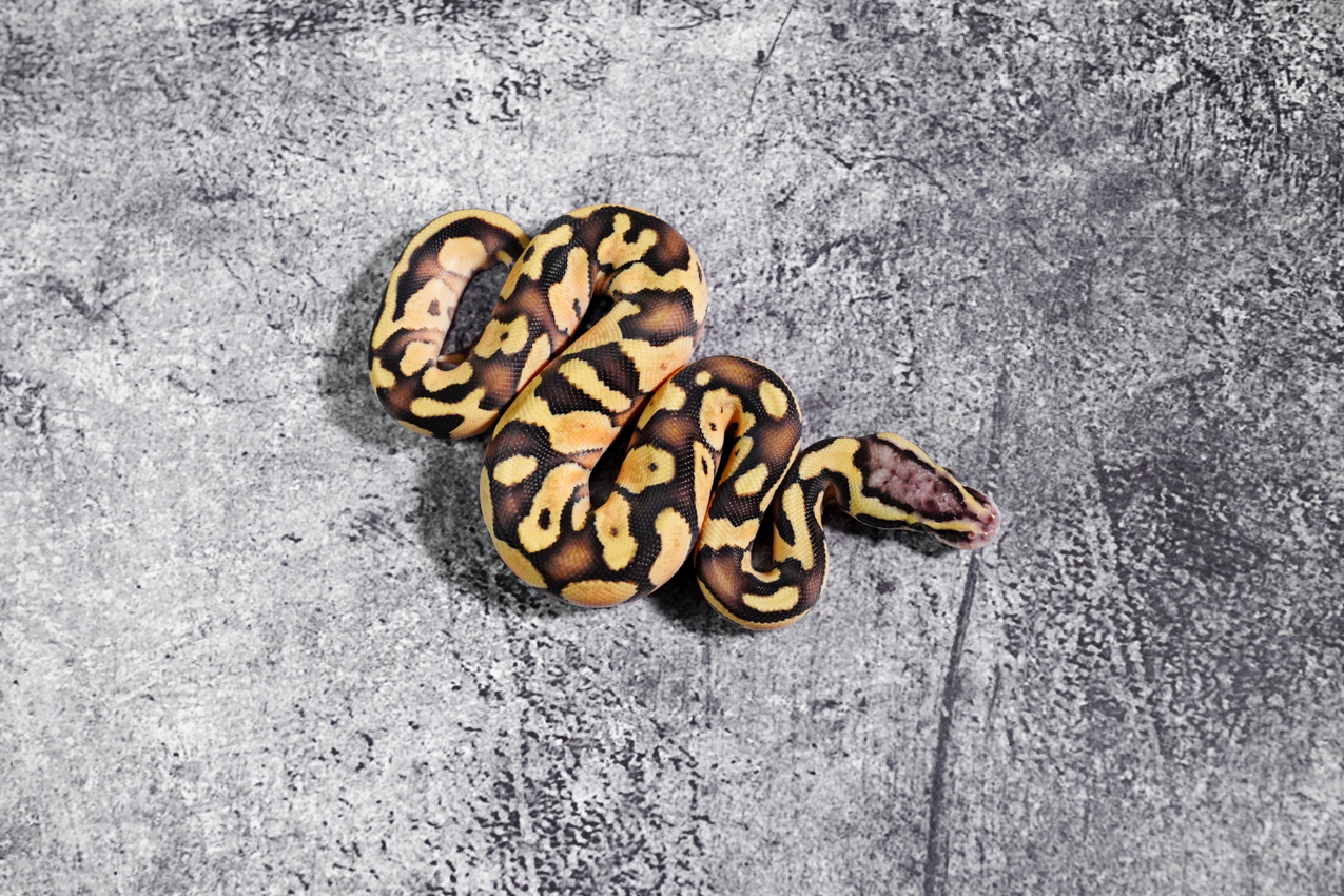 Pastel Enchi Disco 66% Het Desert Ghost Poss Special – REALITY BALL PYTHON