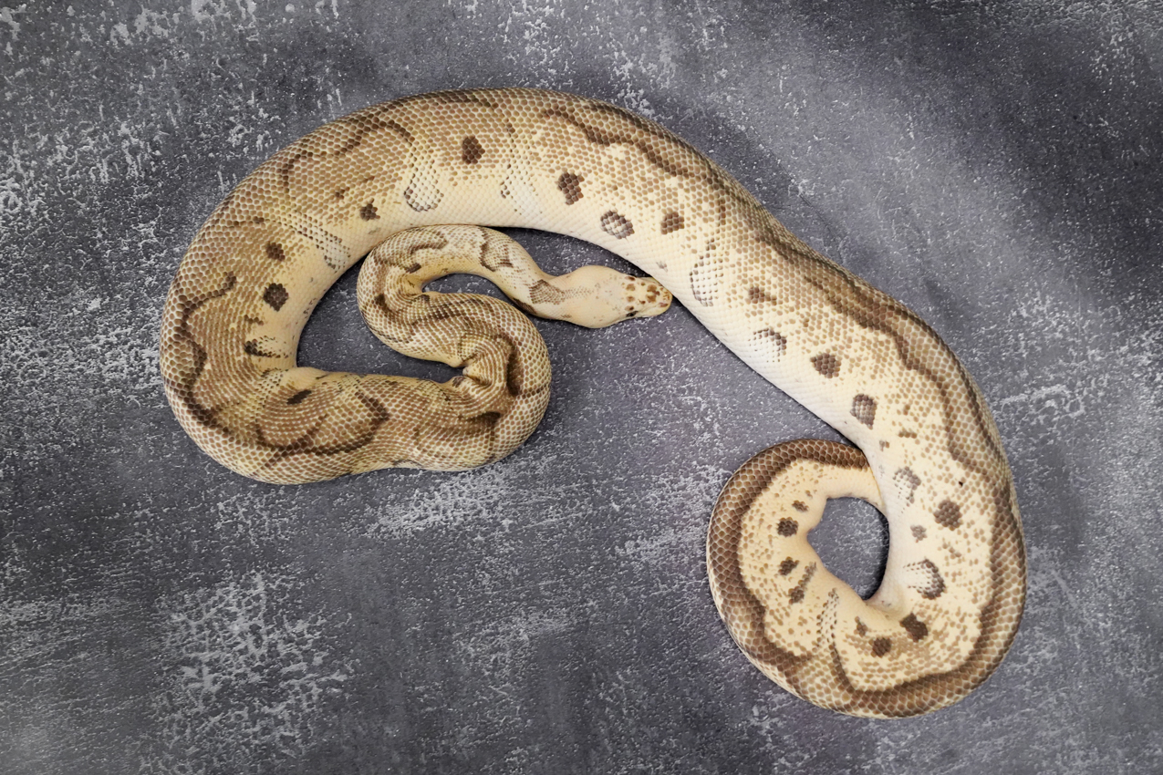 Firefly Clown – REALITY BALL PYTHON