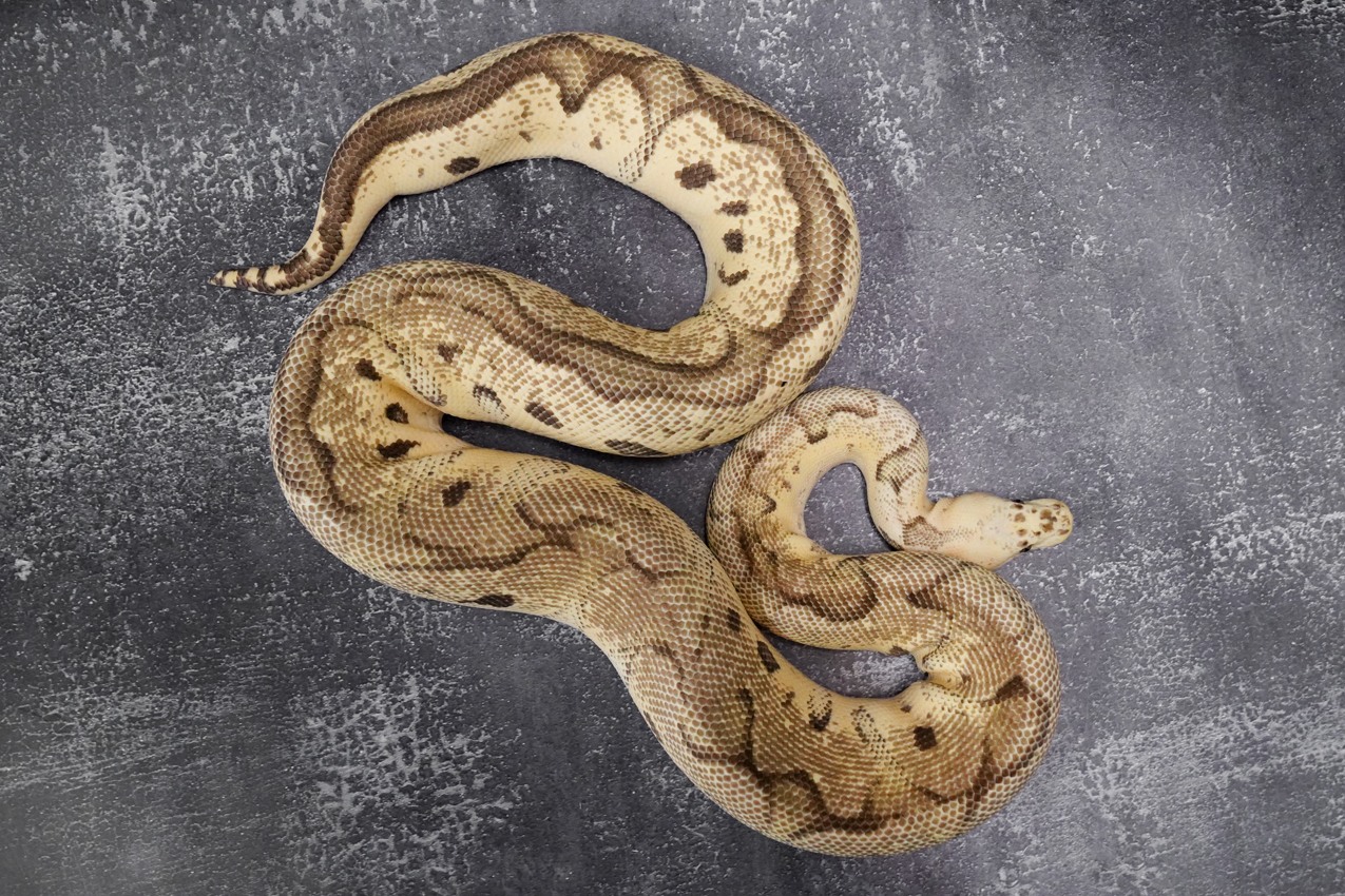 Firefly Clown – REALITY BALL PYTHON