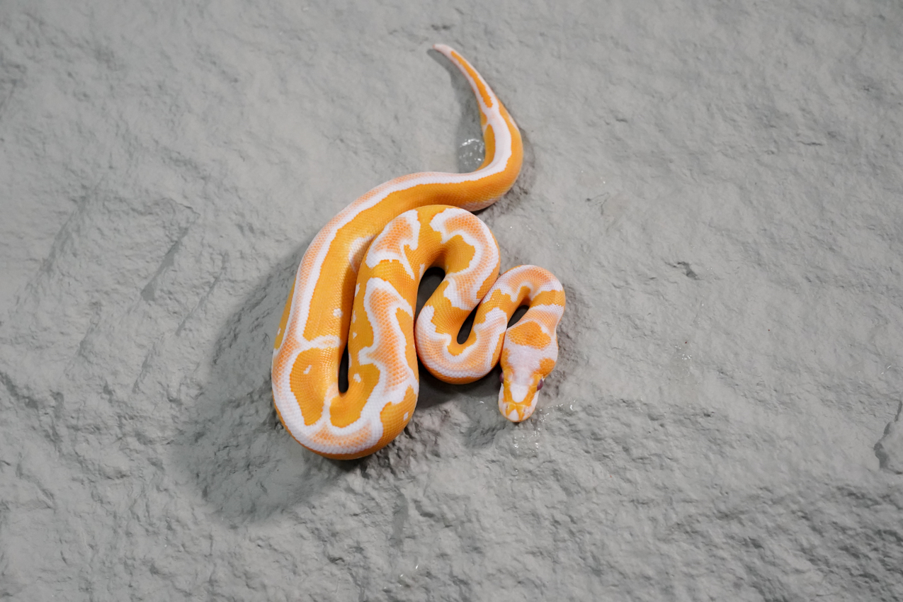 Lavender Clown – REALITY BALL PYTHON