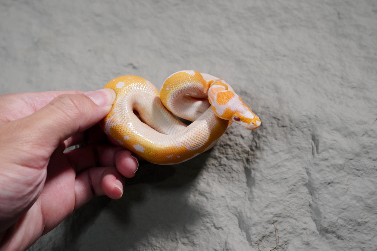 Lavender Clown – REALITY BALL PYTHON