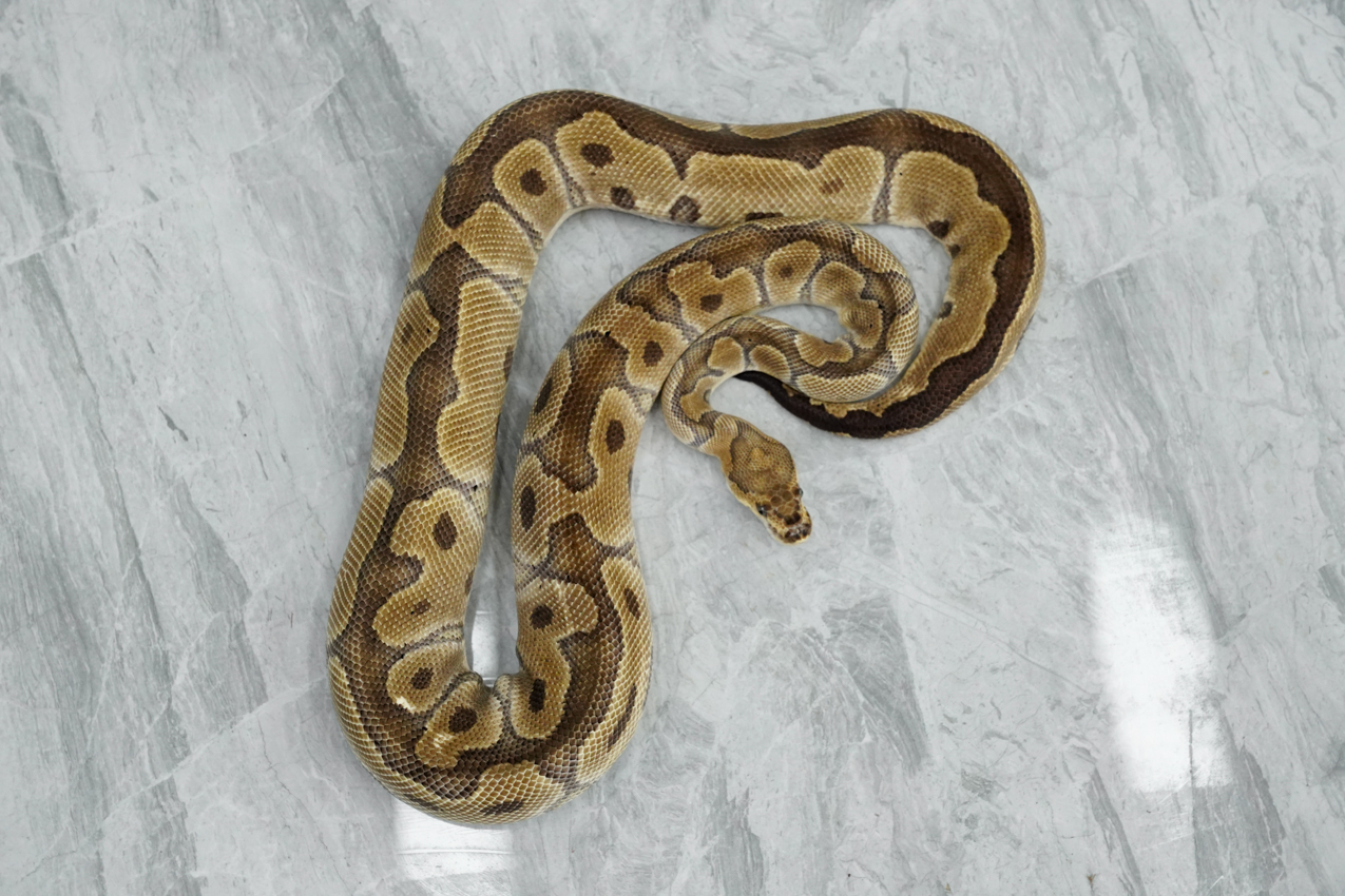 Clown – REALITY BALL PYTHON