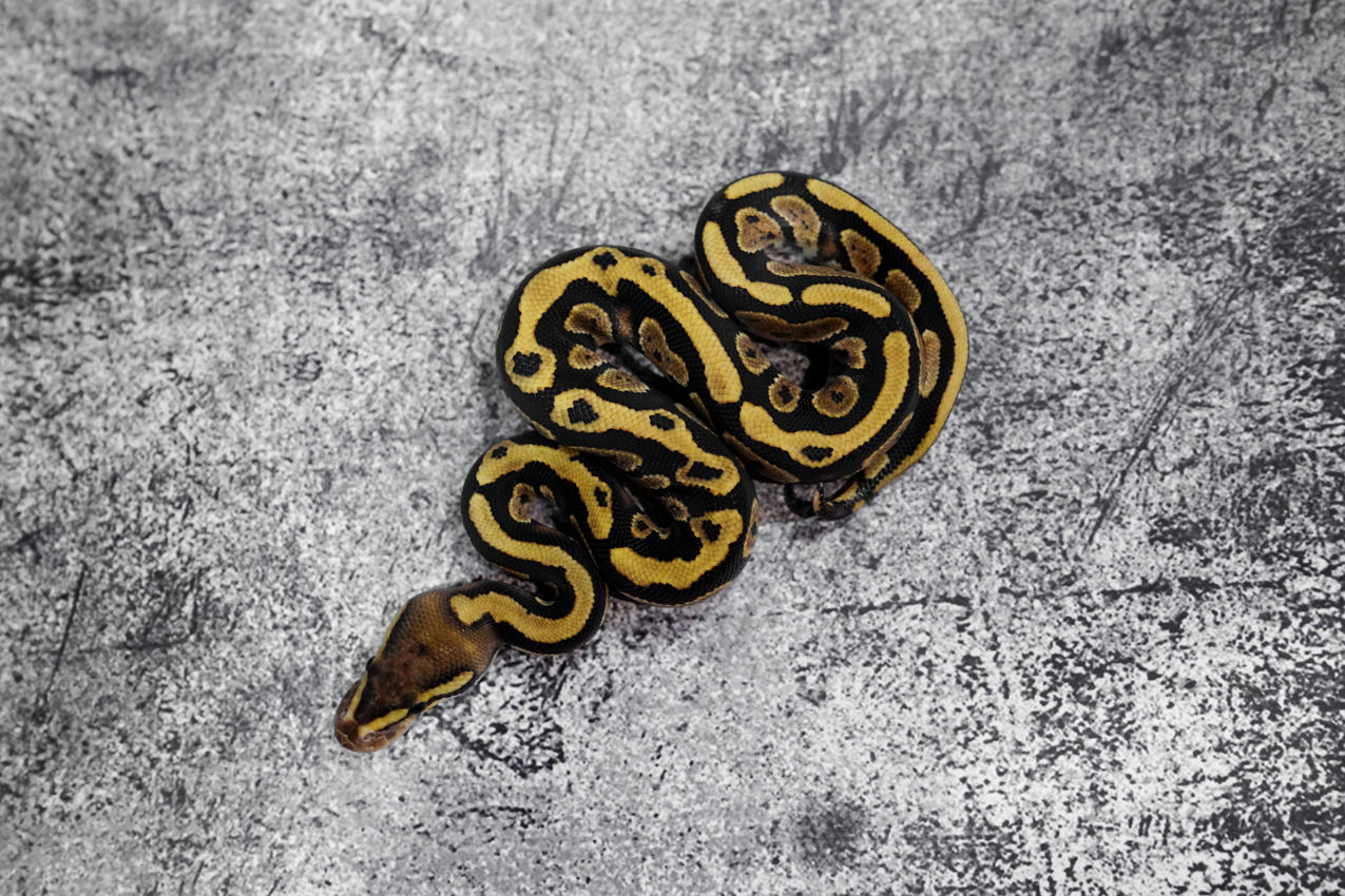 Cypress Fire Asphalt / YB – REALITY BALL PYTHON