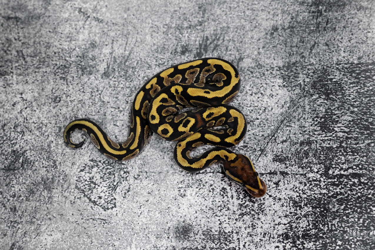 Fire Asphalt / YB – REALITY BALL PYTHON