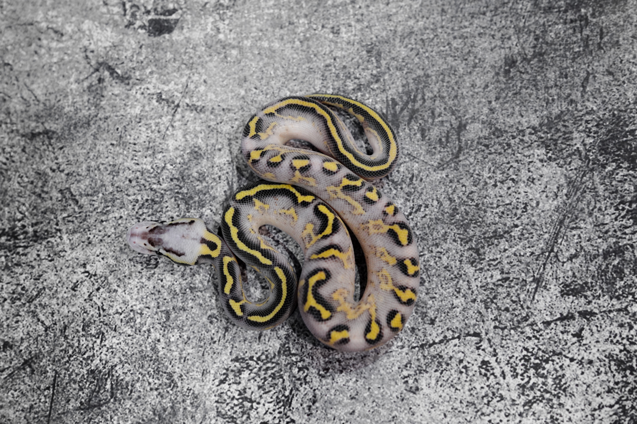 Pastel Cypress / Fire Freeway – REALITY BALL PYTHON