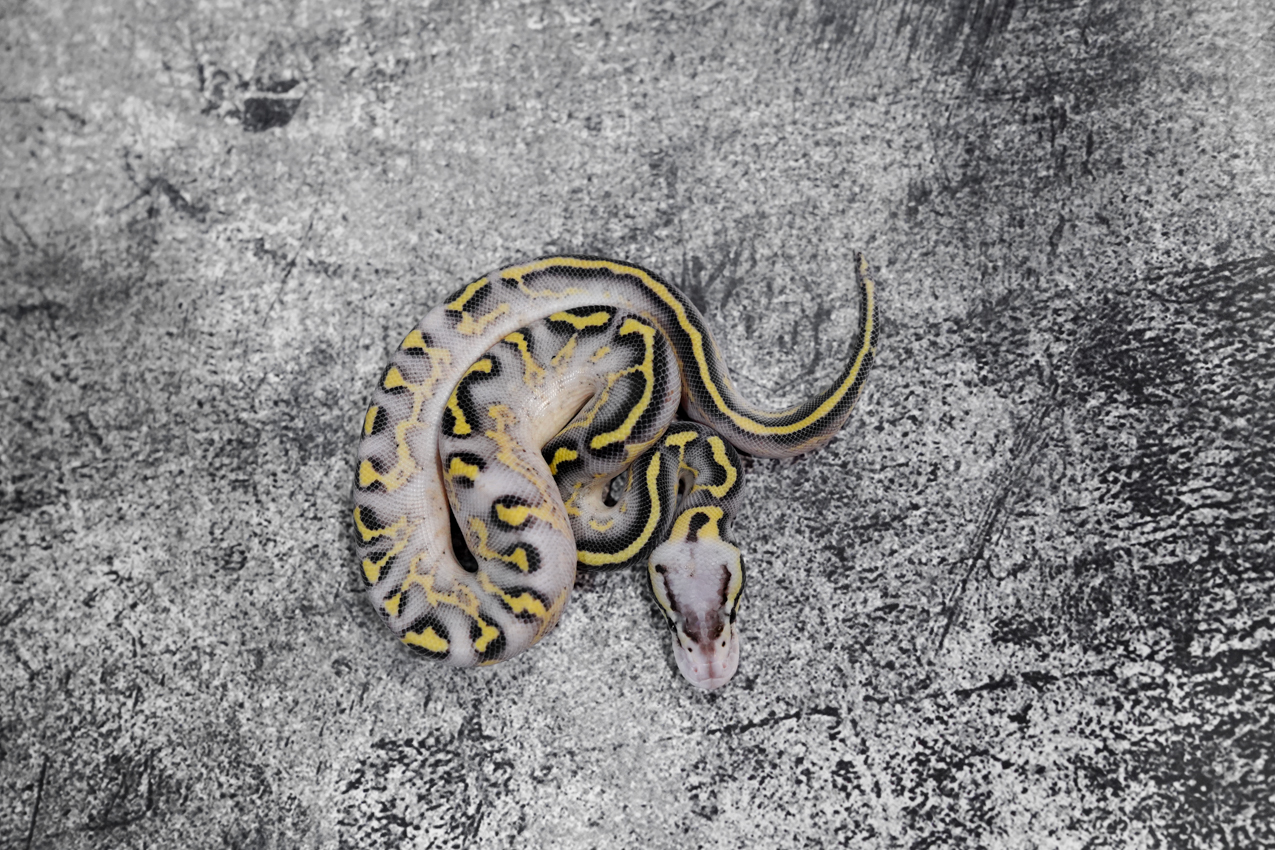 Pastel Cypress / Fire Freeway – REALITY BALL PYTHON